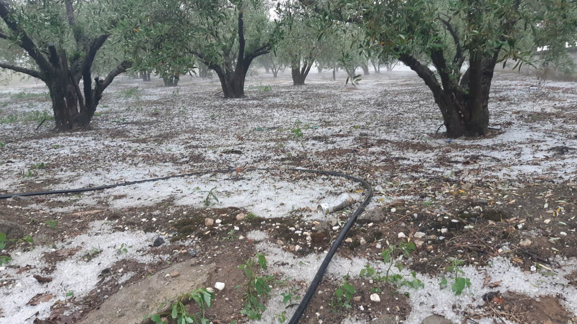 Χαλάζι και δυνατή βροχή στη Βισαλτία - ΔΙΚΤΥΟ ΤΗΛΕΟΡΑΣΗ ΣΕΡΡΕΣ